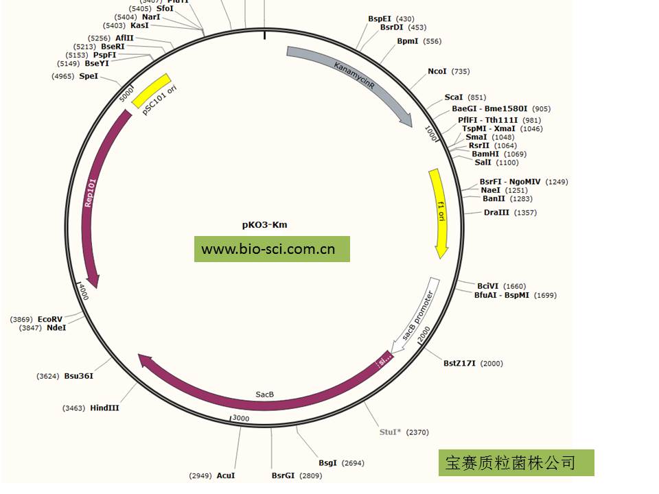 pKO3 肺炎克雷伯菌基因敲除载体，sacB蔗糖酶自杀基因，pSC101Ts温度敏感型复制子可在高温质粒消除. - 细菌基因敲除载体 - 现货质粒菌株 - 质粒/菌株 - 宝赛质粒菌株公司