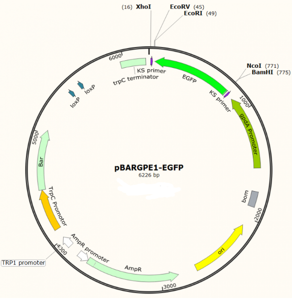 pBARGPE1-GFP 丝状真菌表达载体 荧光 - 丝状真菌载体 mold/fungi vector - 现货质粒菌株 - 质粒/菌株 - 宝赛质粒菌株公司