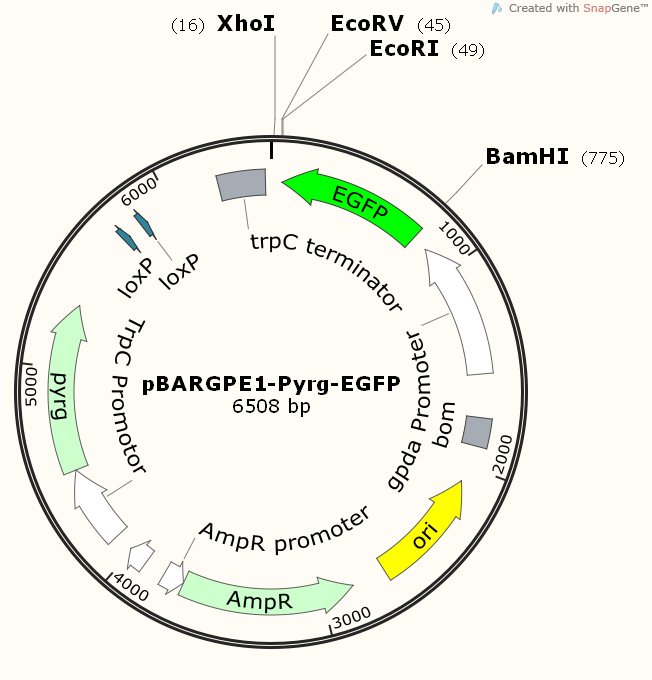 pBARGPE1-Pyrg-EGF 丝状真菌表达载体 - 丝状真菌载体 mold/fungi vector - 现货质粒菌株 - 质粒/菌株 - 宝赛质粒菌株公司