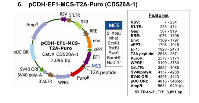 pcdh-EF1-mcs-T2A-puro - 慢病毒载体 - 现货质粒菌株 - 质粒/菌株 - 宝赛质粒菌株公司