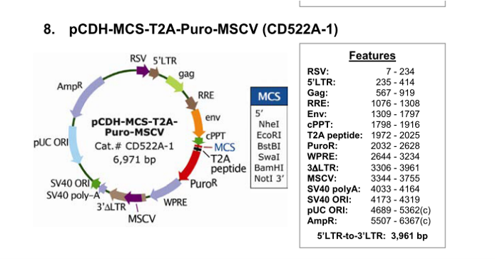 pcdh-mcs-T2A-puro-MSCV - 慢病毒载体 - 现货质粒菌株 - 质粒/菌株 - 宝赛质粒菌株公司