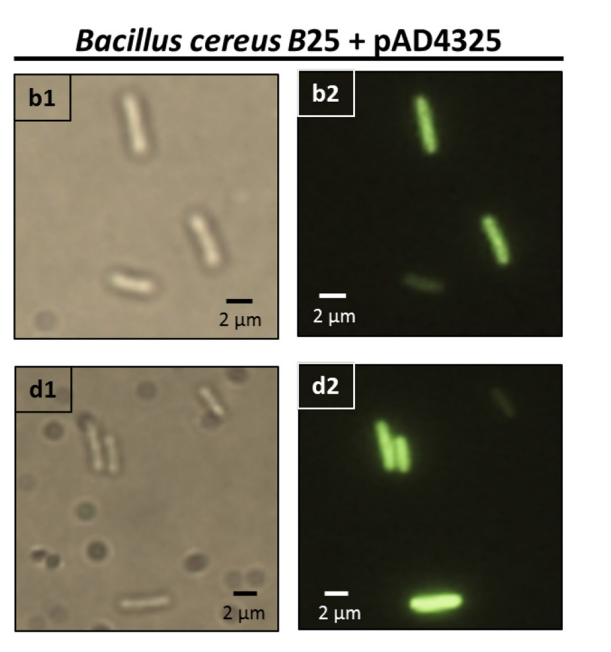 蜡样芽孢杆菌荧光质粒pAD4325 - 芽孢杆菌载体 Bacillus vector - 现货质粒菌株 - 质粒/菌株 - 宝赛质粒菌株公司