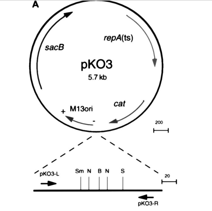 通用型细菌基因敲除载体pKO3 - 细菌基因敲除载体 - 现货质粒菌株 - 质粒/菌株 - 宝赛质粒菌株公司