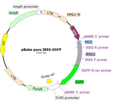pBabe puro IRES-EGFP 逆转录病毒载体 - 逆转录病毒载体 - 现货质粒菌株 - 质粒/菌株 - 宝赛质粒菌株公司
