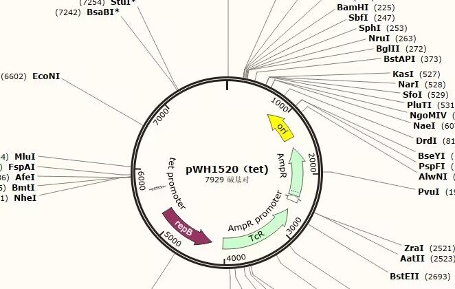 pWH1520 芽孢杆菌载体 - 芽孢杆菌载体 Bacillus vector - 现货质粒菌株 - 质粒/菌株 - 宝赛质粒菌株公司