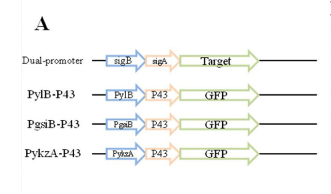 枯草双启动子，蛋白表达水平是p43启动子的5倍 - 芽孢杆菌载体 Bacillus vector - 现货质粒菌株 - 质粒/菌株 - 宝赛质粒菌株公司