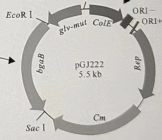 芽孢杆菌载体pGJ222 - 芽孢杆菌载体 Bacillus vector - 现货质粒菌株 - 质粒/菌株 - 宝赛质粒菌株公司